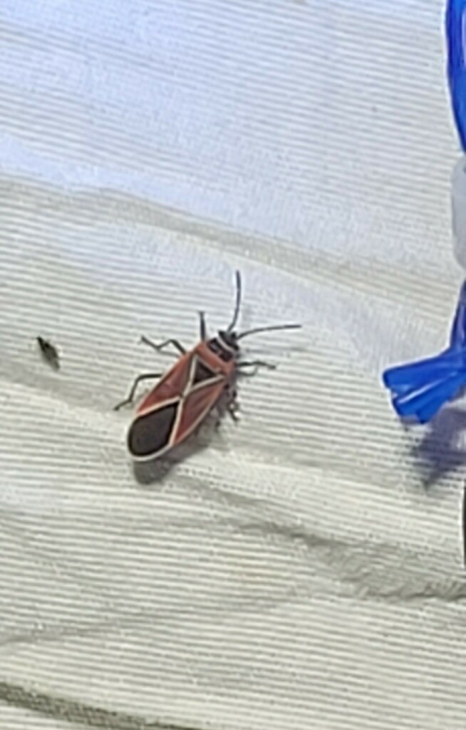 White-crossed Seed Bug from Anne Arundel County, MD, USA on August 29 ...