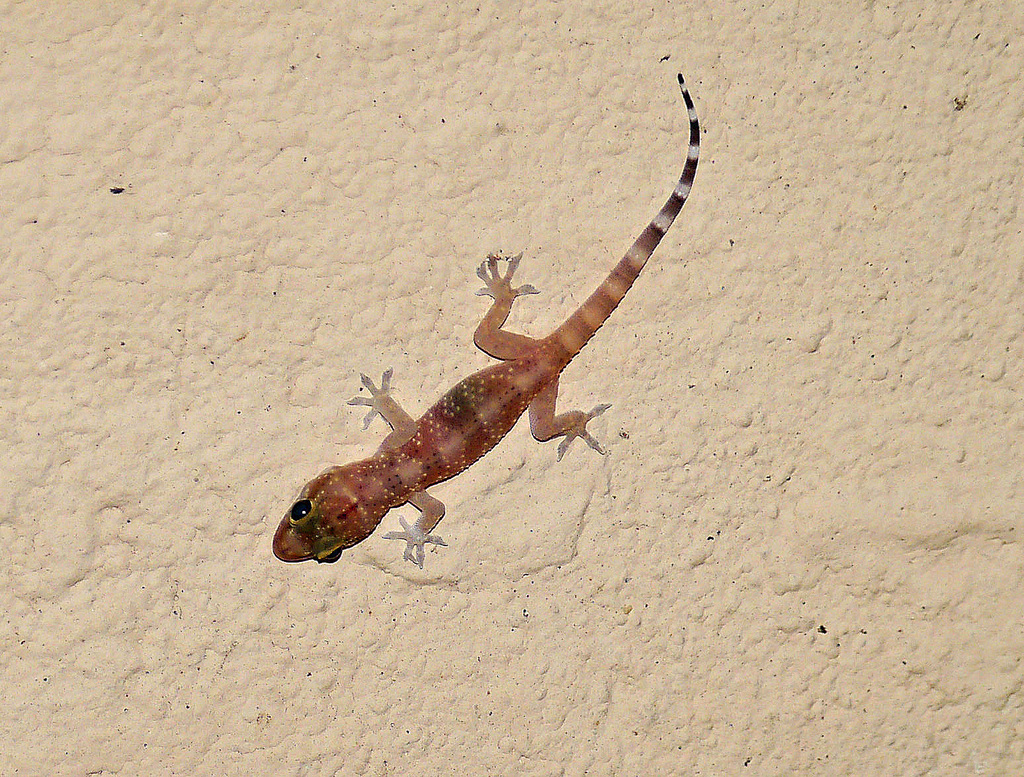Mediterranean House Gecko from Bellver, Palma, Illes Balears, España on ...