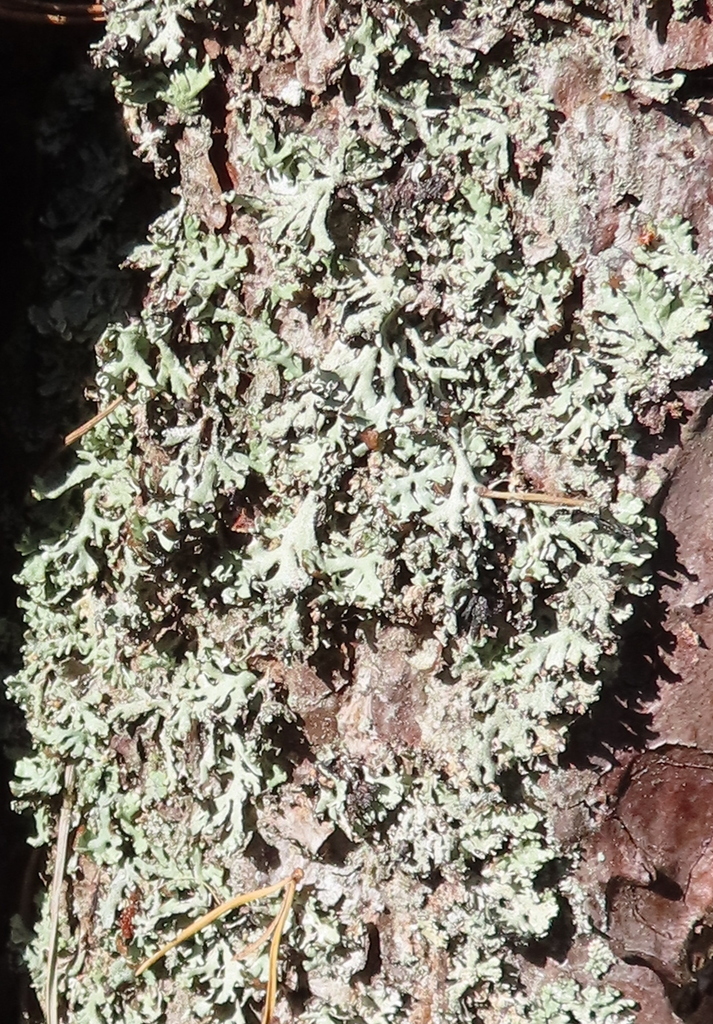 Parmelioideae from Loch an Eilein, Aviemore PH22, UK on August 31, 2022 ...