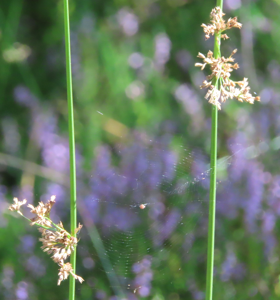 Soft Rush from Loch an Eilein, Aviemore PH22, UK on August 31, 2022 at ...