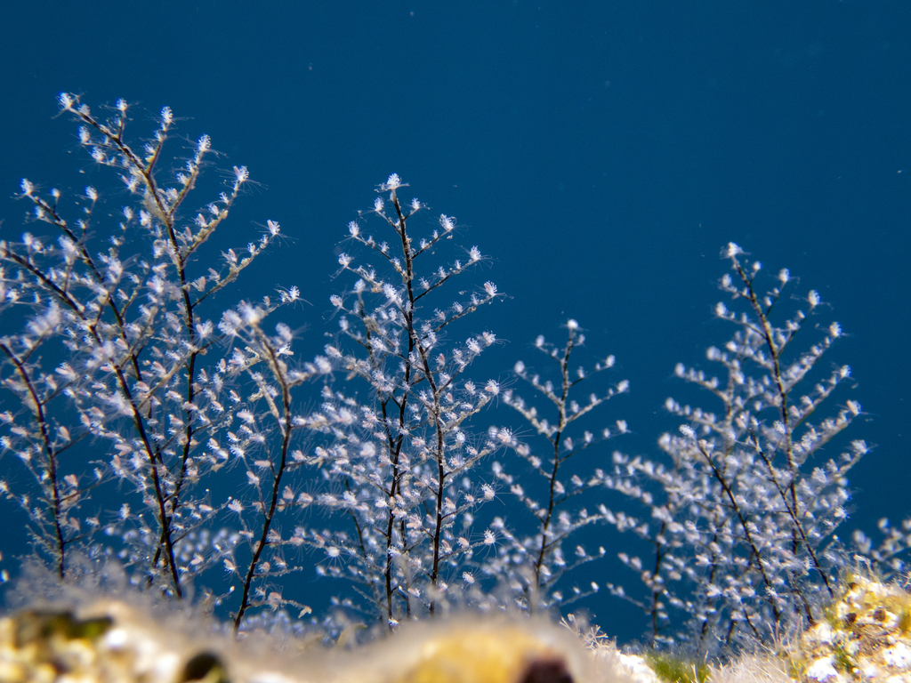 Christmas Tree Hydroid (Marine invertebrates of Randwick costal area ...