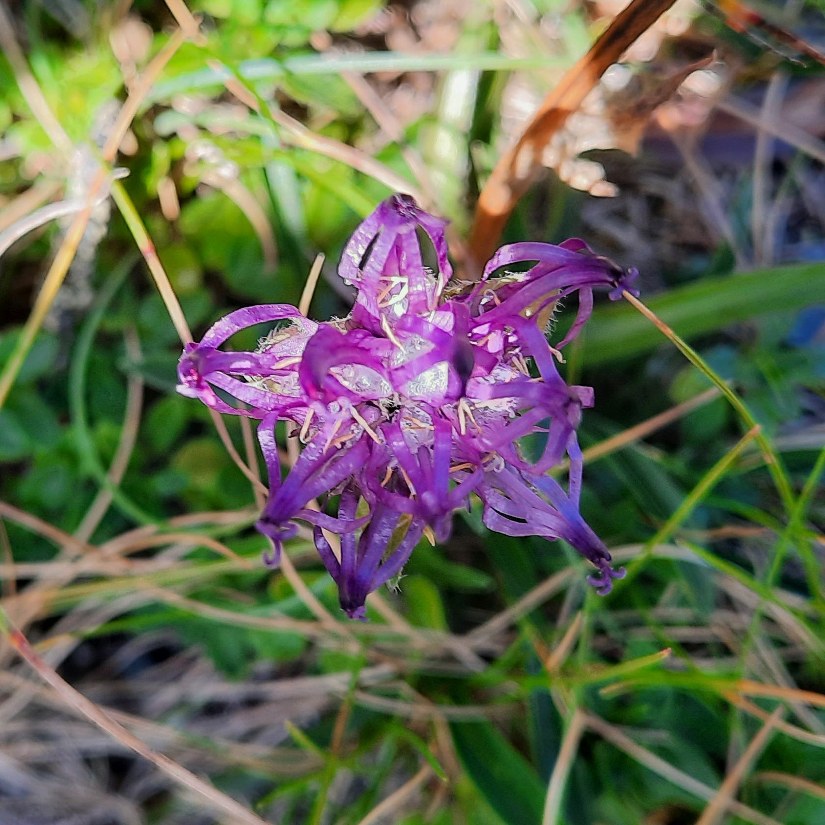 Phyteuma confusum A.Kern.