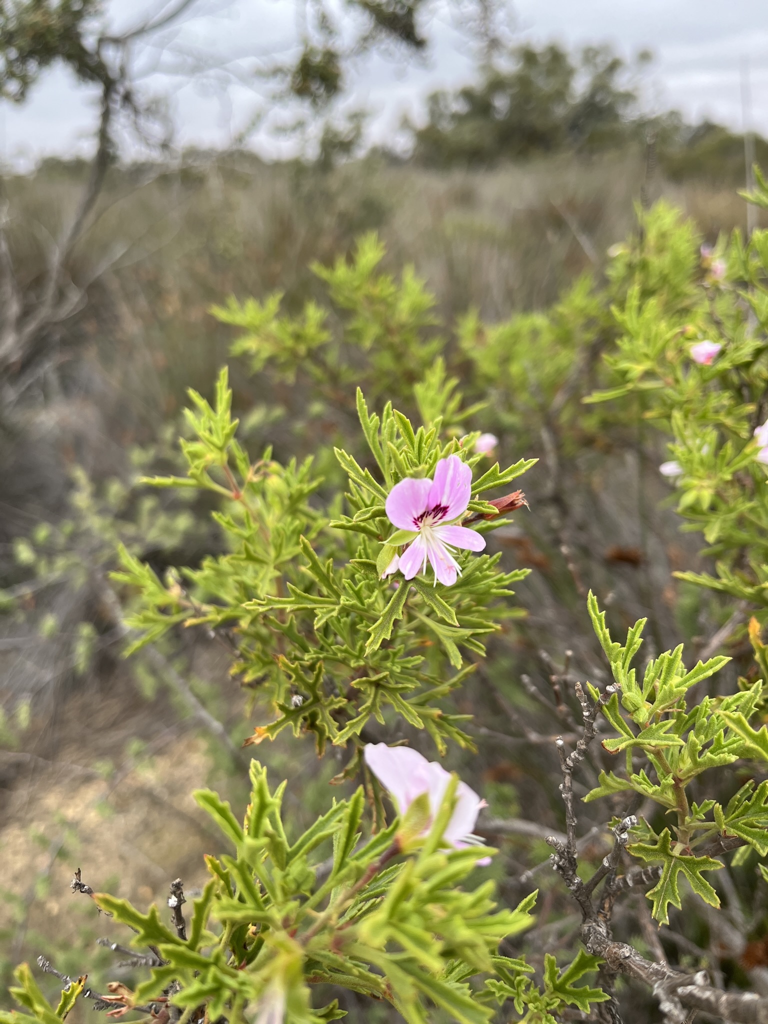 Pelargonium scabrum (L.) L'Hér.