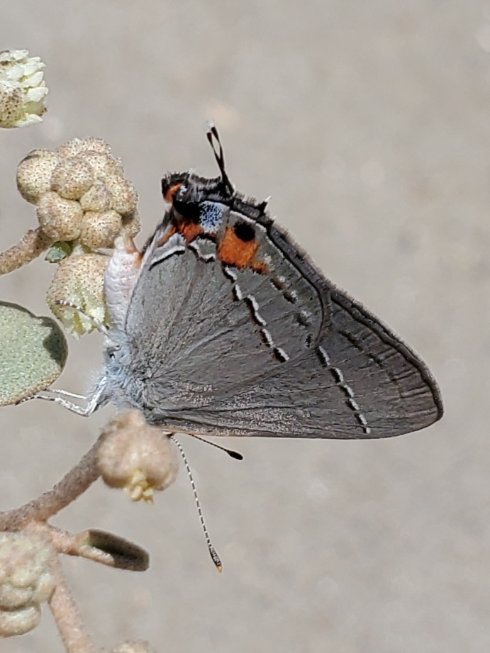 Gray Hairstreak from Hatteras, NC 27943, USA on August 31, 2022 at 12: ...