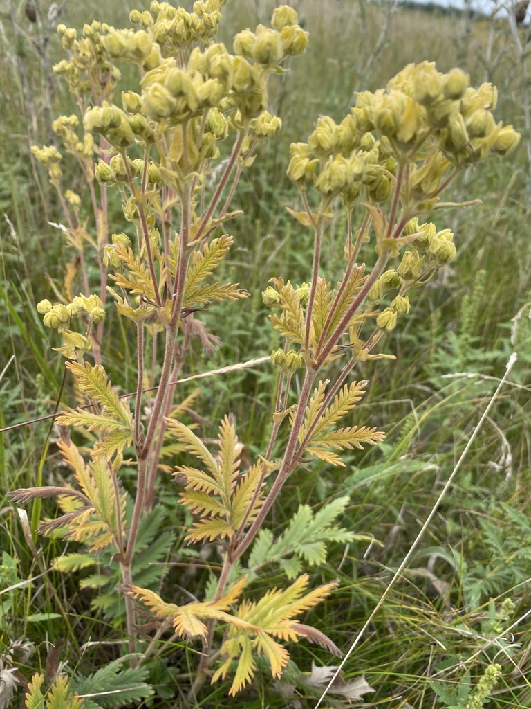 Sandhills Cinquefoil (Potentilla lasiodonta) - Botanical Realm