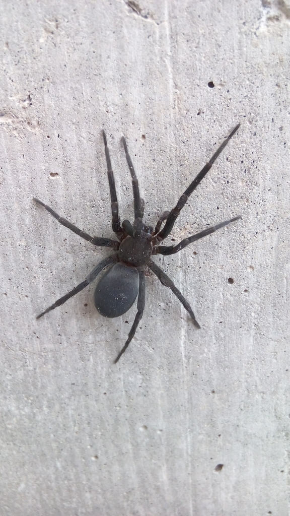 Zorocrates from Cuautitlán Izcalli, MX-MX, MX on August 14, 2015 at 10: ...