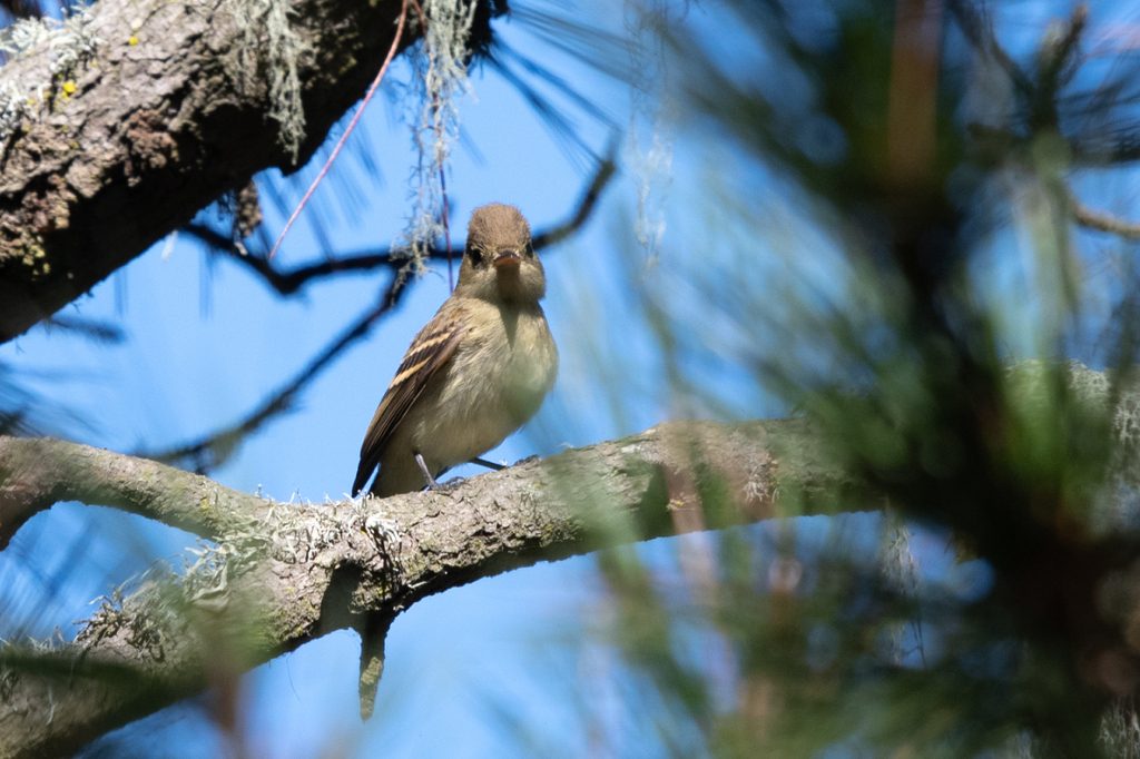 Pacific-slope Flycatcher from Natural Bridges State Beach trails on ...