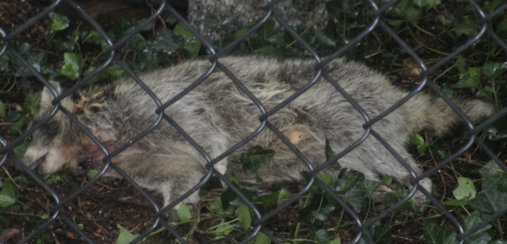 Common Raccoon from 7611 fairfax road, bethesda MD on October 18, 2018 ...