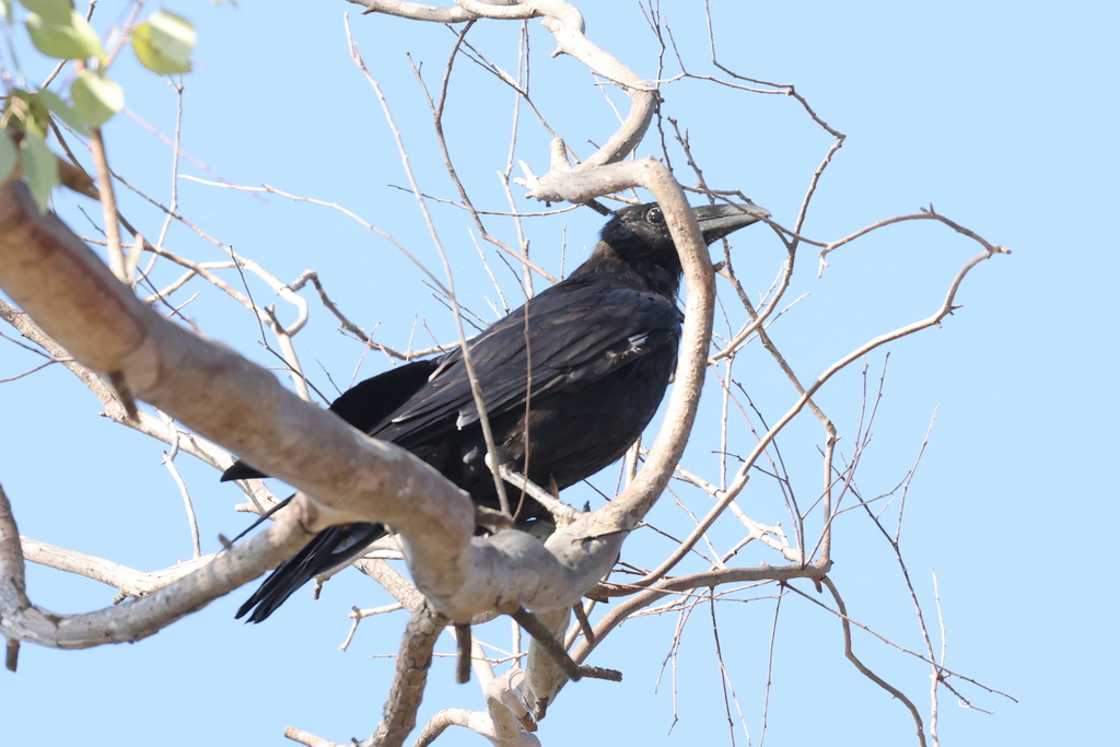 Common Raven from San Carlos, San Diego, CA, USA on August 31, 2022 at ...