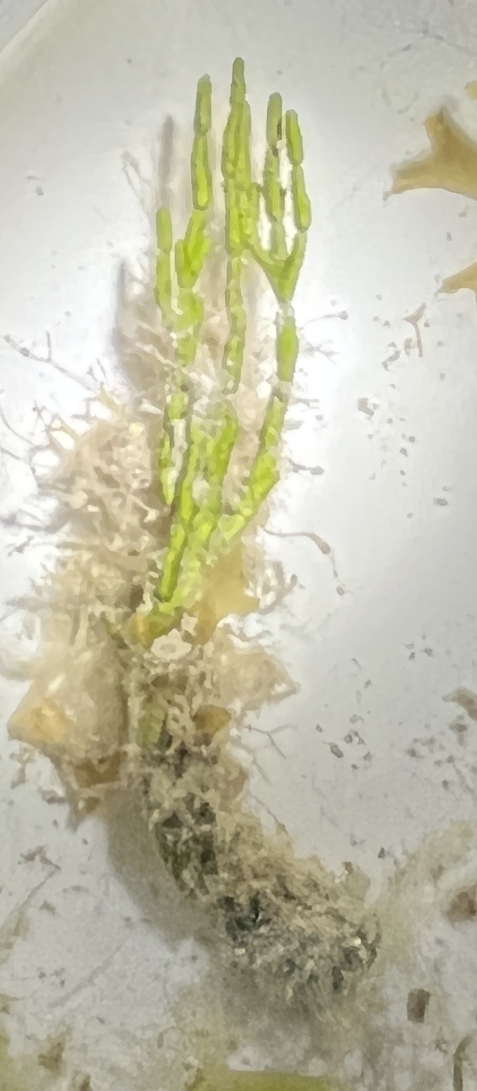 Halimeda monile (J.Ellis & Sol.) J.V.Lamour., 1816