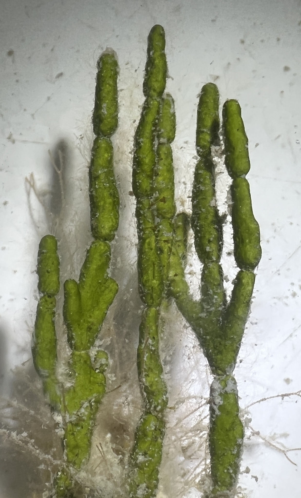 Halimeda monile (J.Ellis & Sol.) J.V.Lamour., 1816