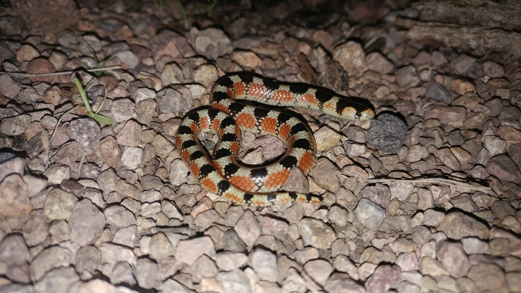 Thornscrub Hook-nosed Snake in August 2018 by Jayd Raines · iNaturalist