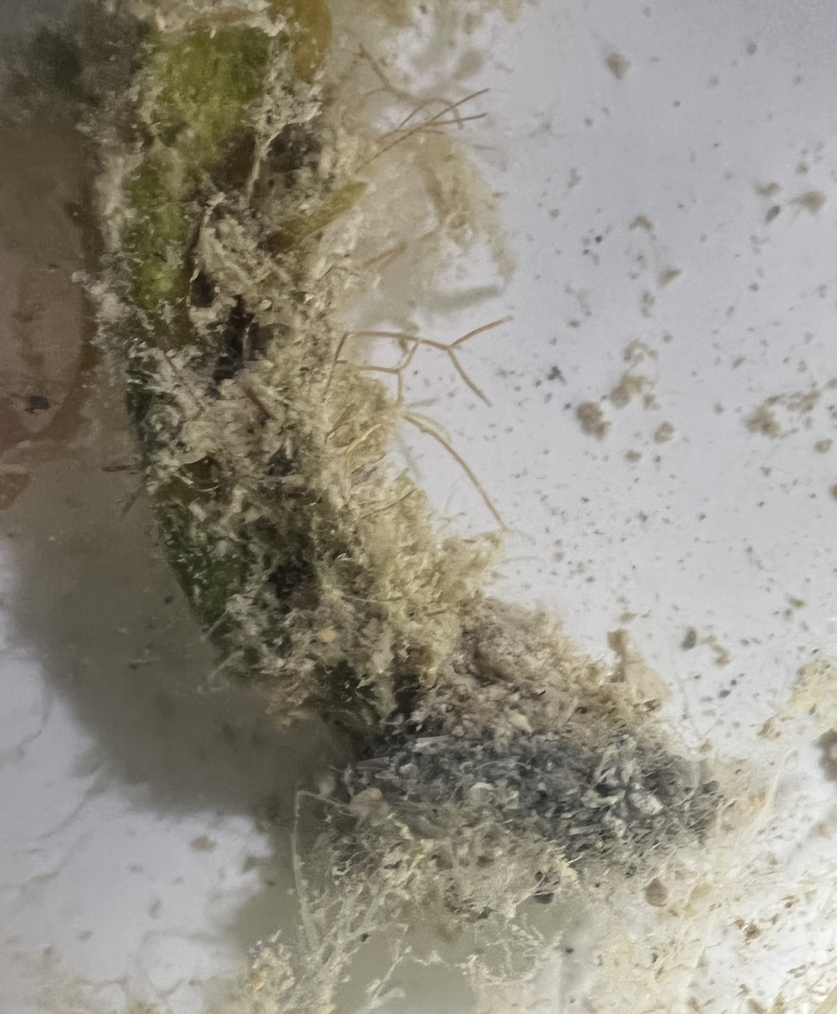 Halimeda monile (J.Ellis & Sol.) J.V.Lamour., 1816