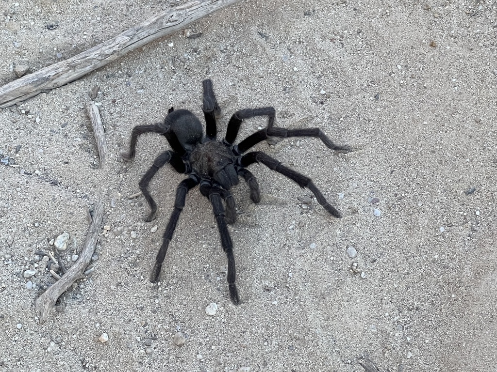 Steindachner's Ebony Tarantula from Topanga/Henry Ridge Trail, Los ...