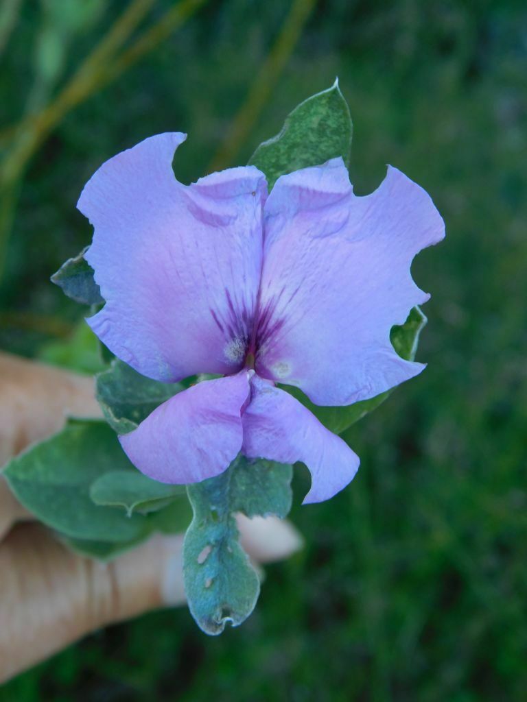 Water blossom pea from Greyton Nature Reserve, 7233, South Africa on ...