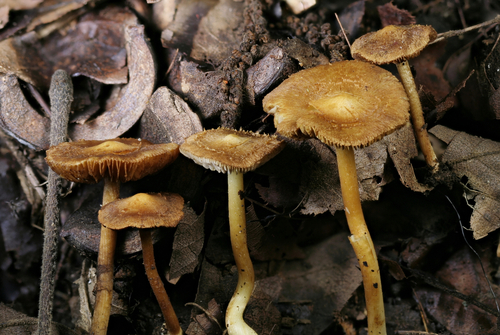 Inocybe cryptocystis · iNaturalist United Kingdom