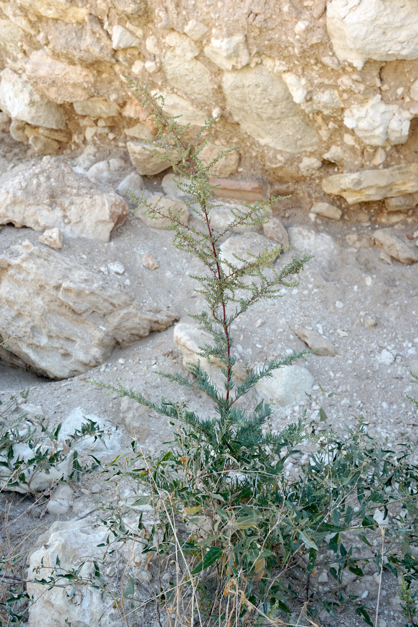 Suaeda altissima (L.) Pall.