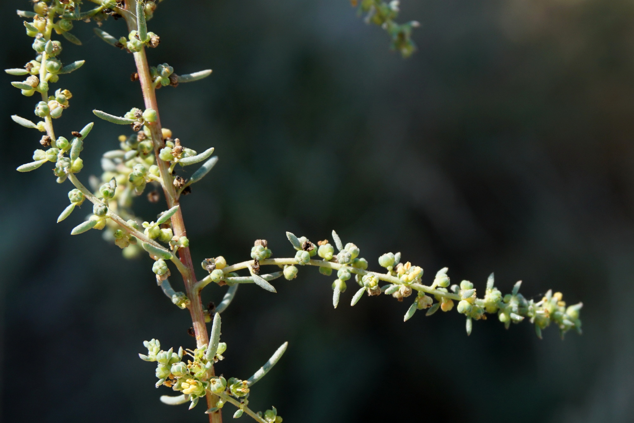 Suaeda altissima (L.) Pall.