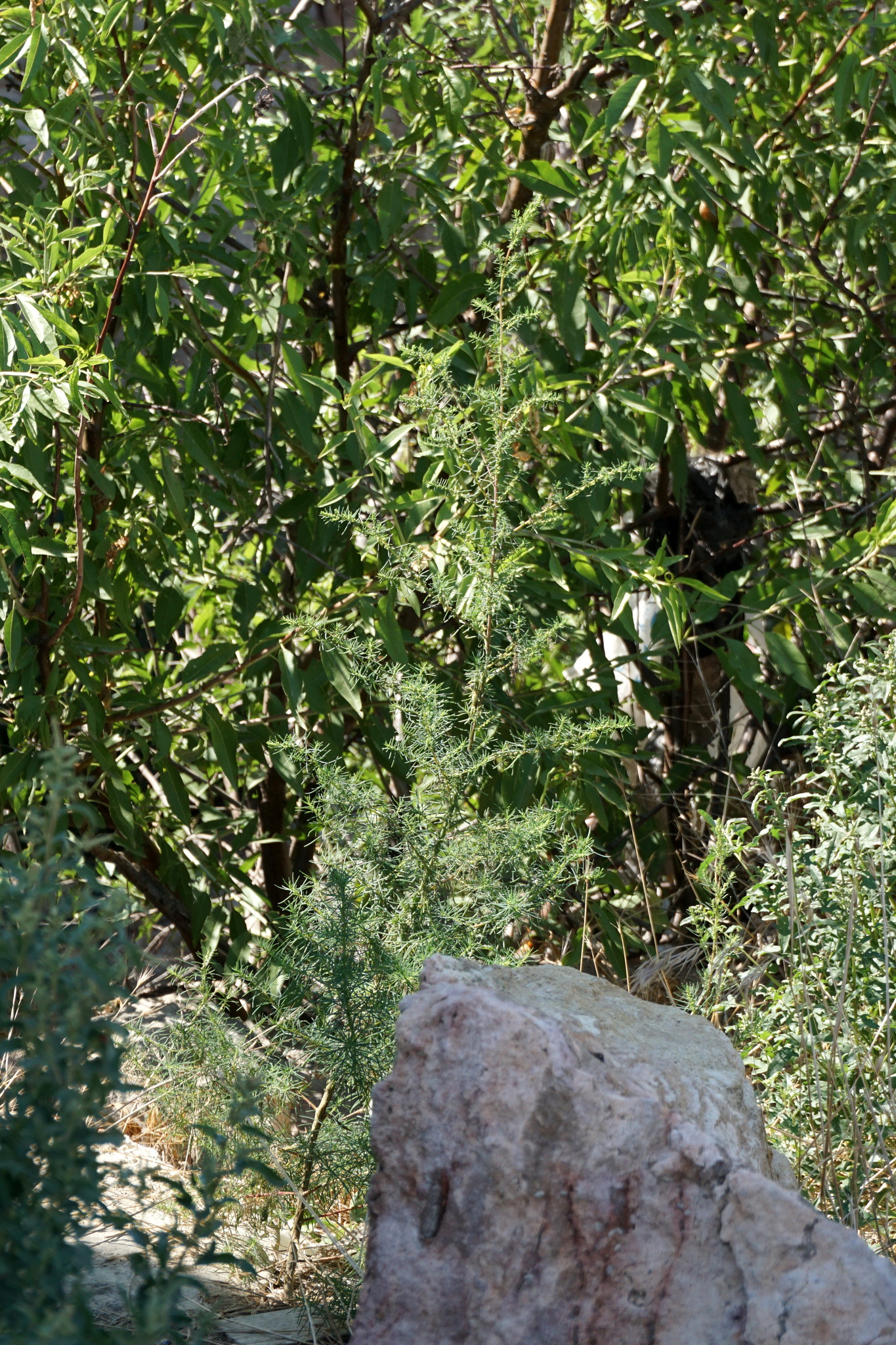 Suaeda altissima (L.) Pall.