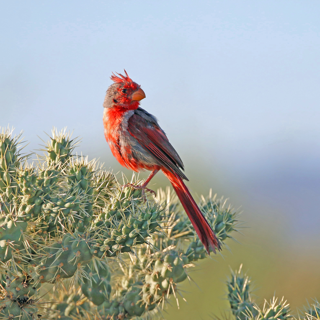 Northern Cardinal × Pyrrhuloxia from Green Valley, AZ, USA on August 31 ...