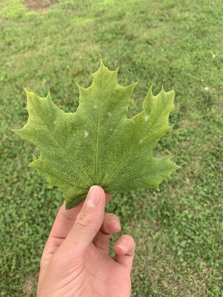 maples from Île de Montréal, Montréal, QC, CA on August 31, 2022 at 05: ...