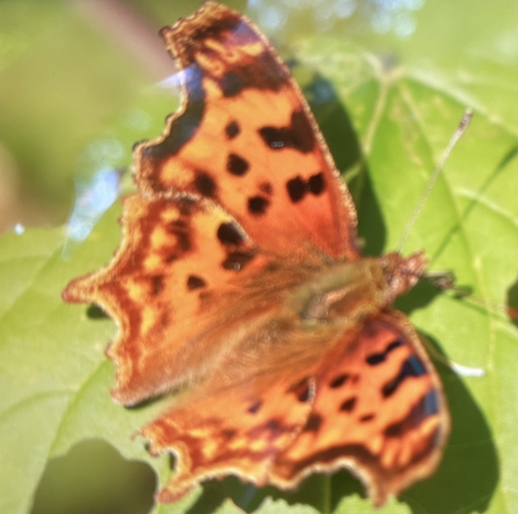 Satyr Comma from East Kootenay, BC, CA on August 31, 2022 at 02:59 PM ...