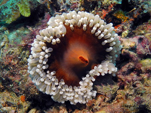 giant ball corallimorph (COTS Predators) · iNaturalist