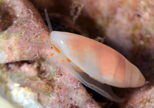 Volvarina philippinarum · iNaturalist Mexico