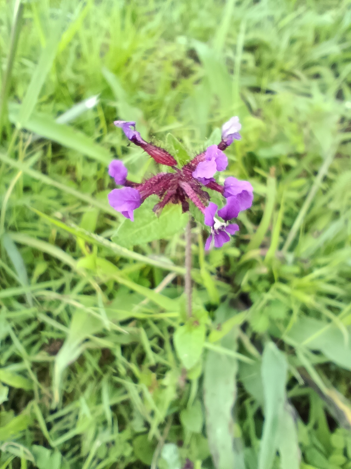 Cuphea aequipetala Cav.