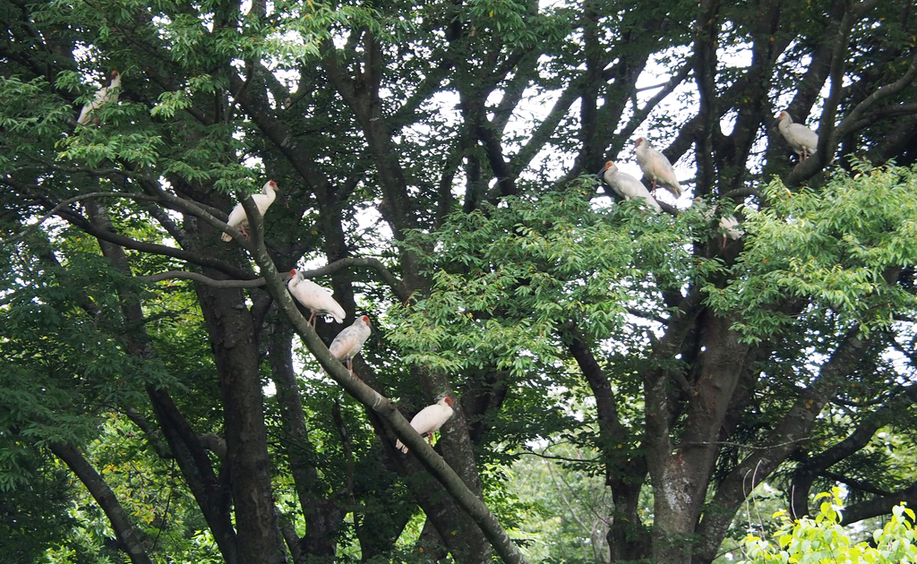 Crested Ibis in August 2022 by nhaass. At least 11 free-flying ...