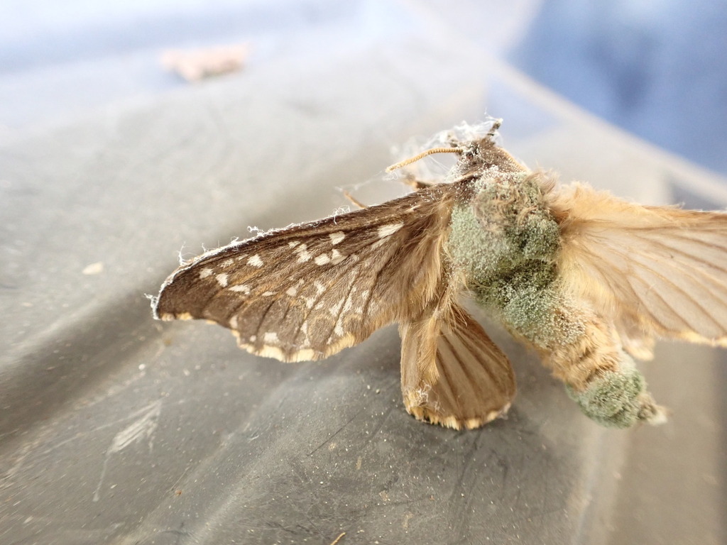Winter Ghost Moth from 1956 Arnold Valley Road, Moana 7872, New Zealand ...
