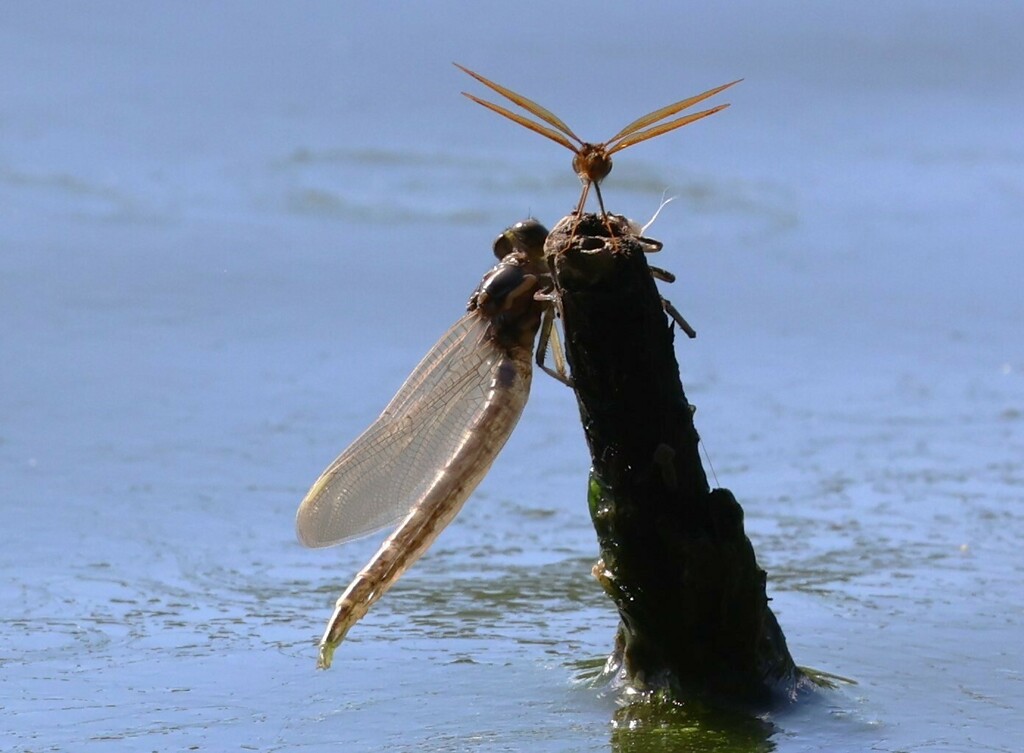 Arrow Clubtail in August 2022 by smwhite. So here was my clubtail ...