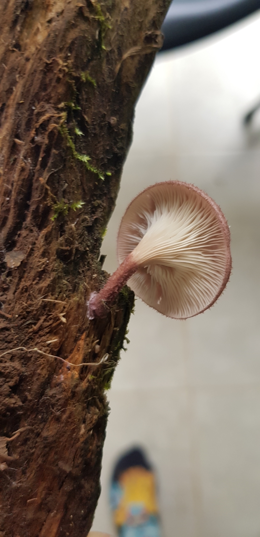 Panus strigellus (Berk.) Overh.