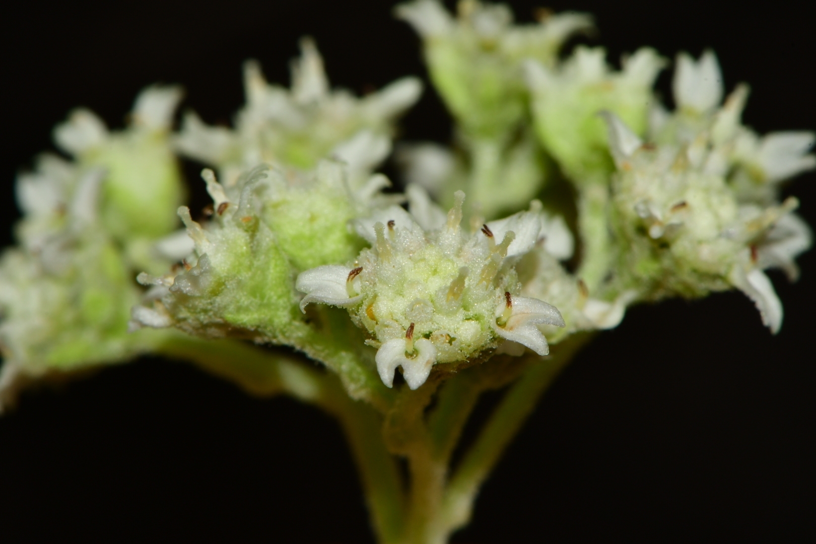 Parthenium tomentosum DC.