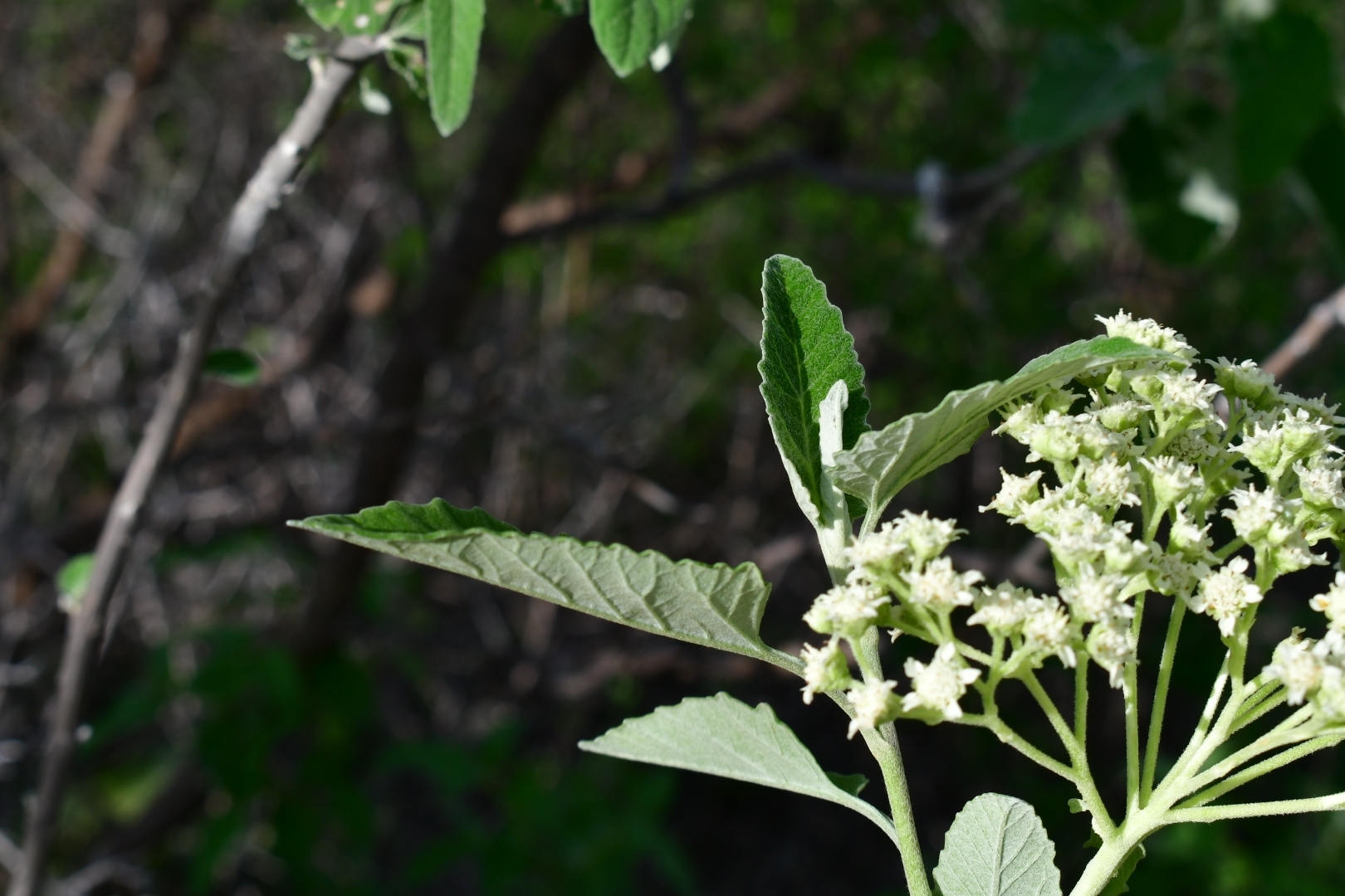 Parthenium tomentosum DC.