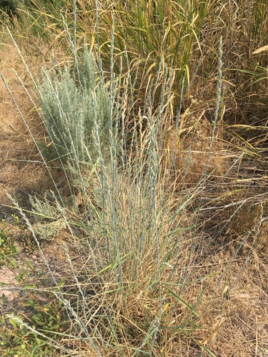 intermediate wheatgrass (Plants of Chatfield State Park) · iNaturalist