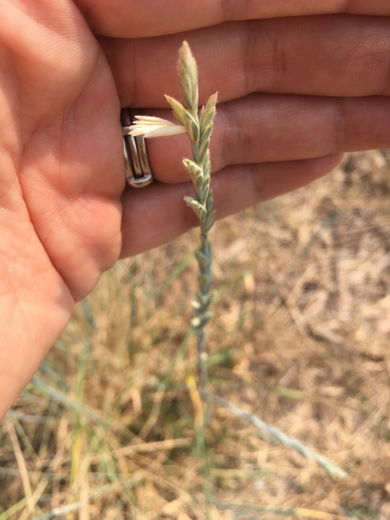 intermediate wheatgrass (Plants of Chatfield State Park) · iNaturalist