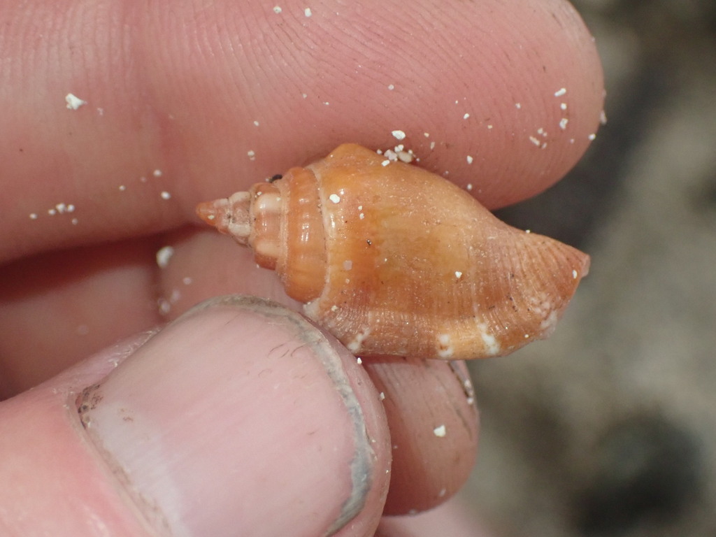 Variable Stromb from Rutaki Tapere, Arorangi District, Cook Islands on ...