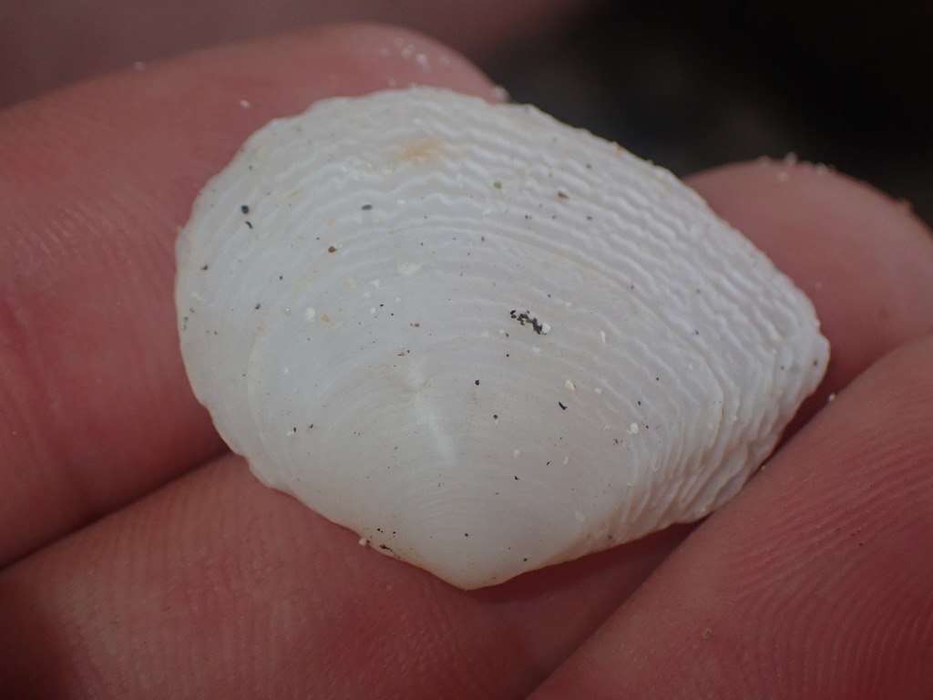 rough ridged tellin from Rutaki Tapere, Arorangi District, Cook Islands ...