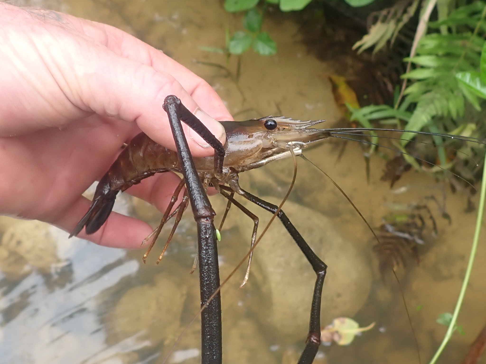 Macrobrachium lar (Fabricius, 1798)