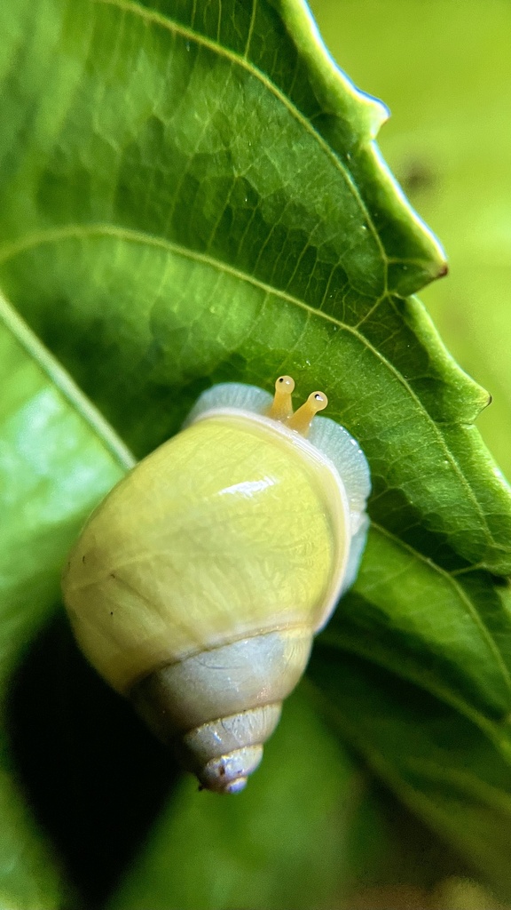 Temasek Green Tree Snail in August 2022 by Kannan Raja · iNaturalist