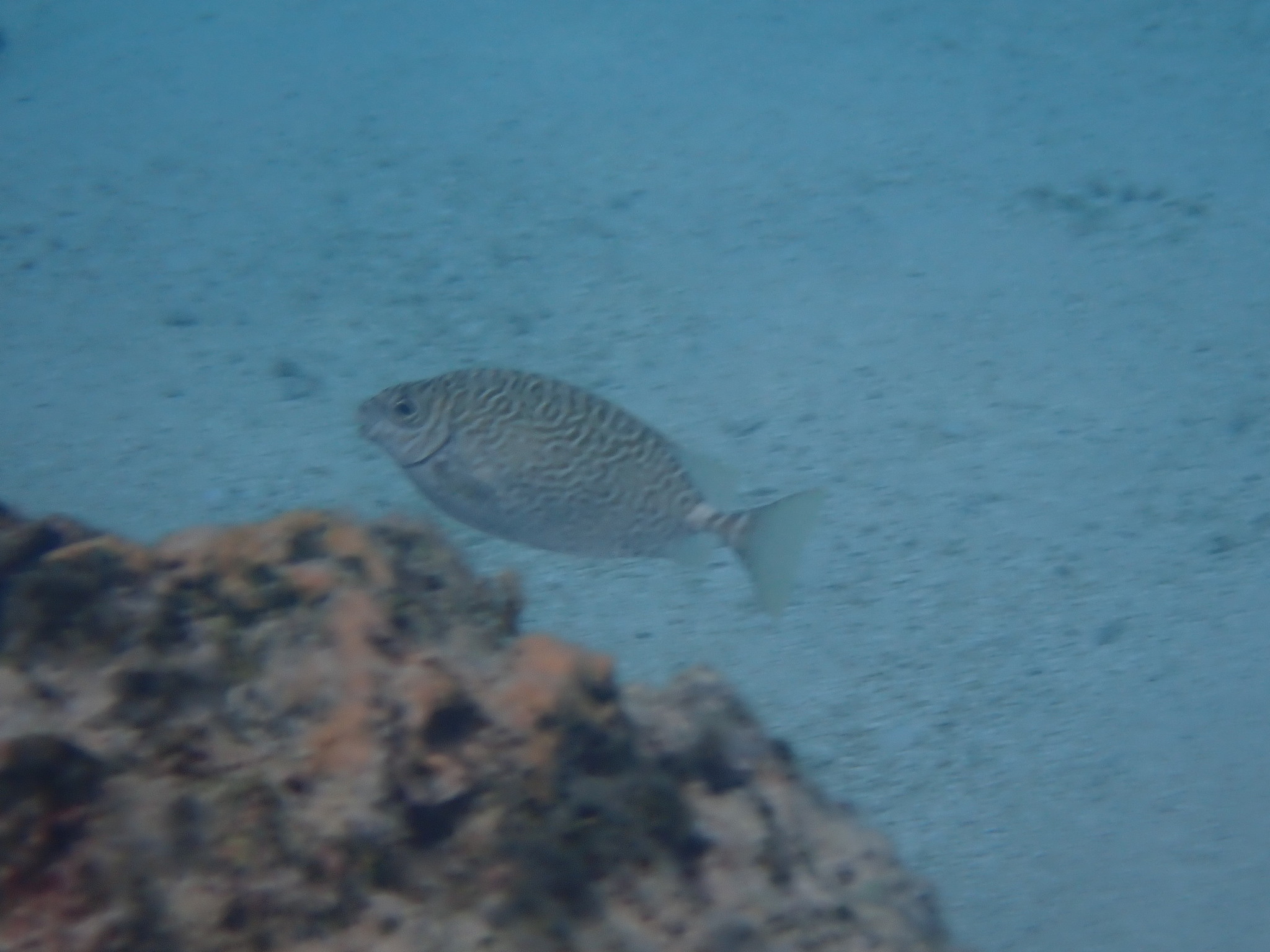 Siganus spinus (Linnaeus, 1758)