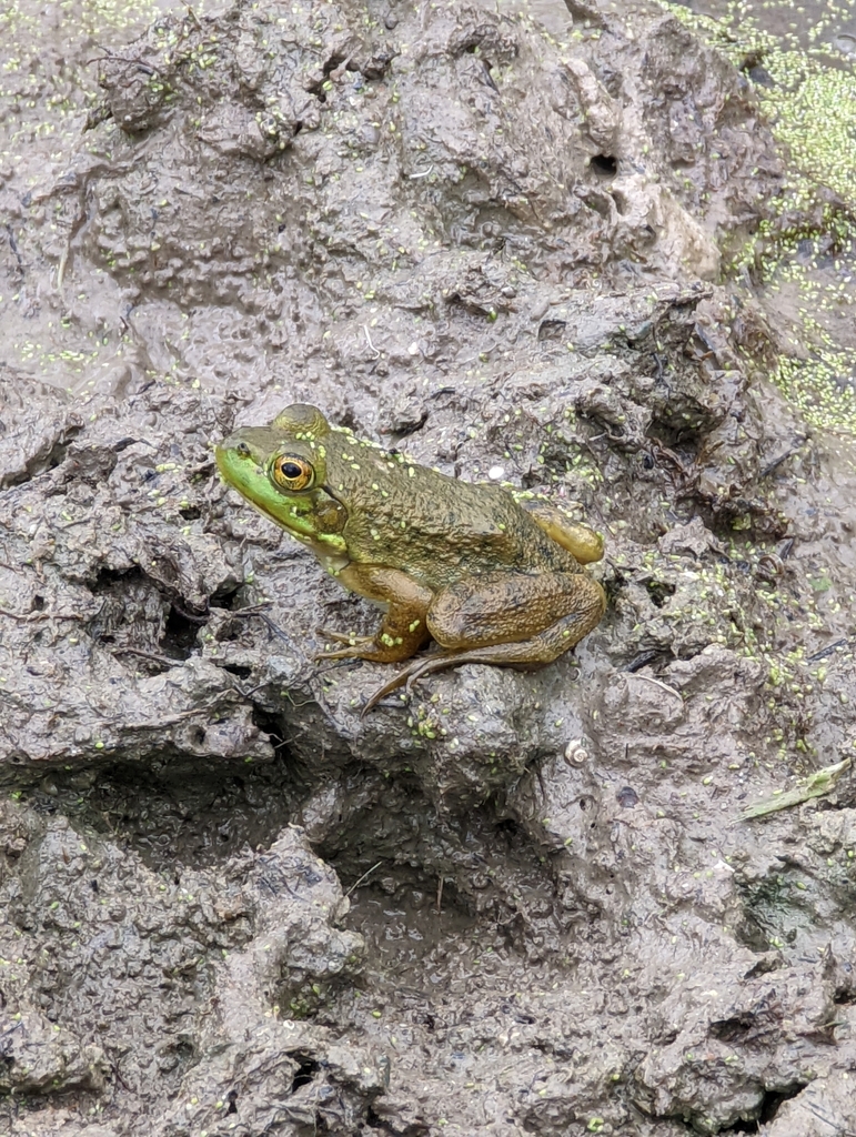 American Bullfrog from Sherman Township, MI 48624, USA on August 7 ...