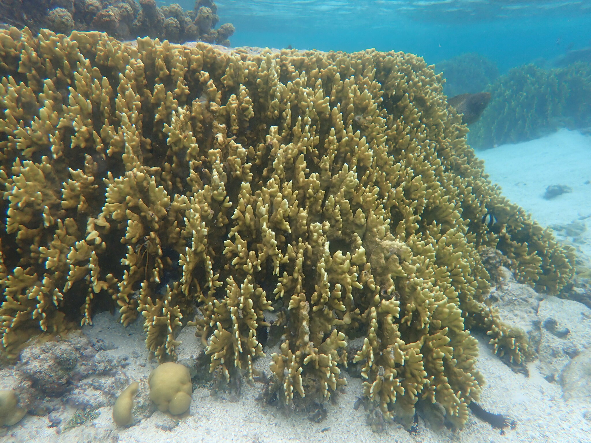Millepora tenera Boschma, 1949