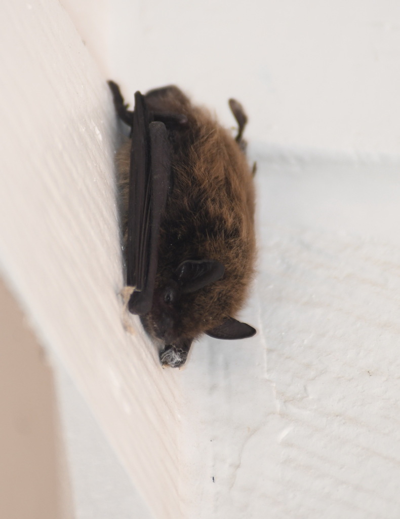 Mouse-eared Bats in August 2022 by Tania Simpson · iNaturalist