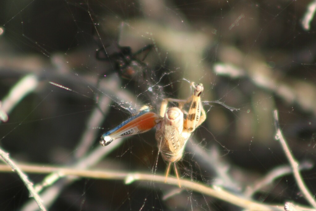 Valley Grasshopper from Owyhee County, ID, USA on August 29, 2022 at 06 ...