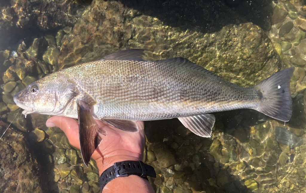 California Corbina (China Cove Organisms) · iNaturalist