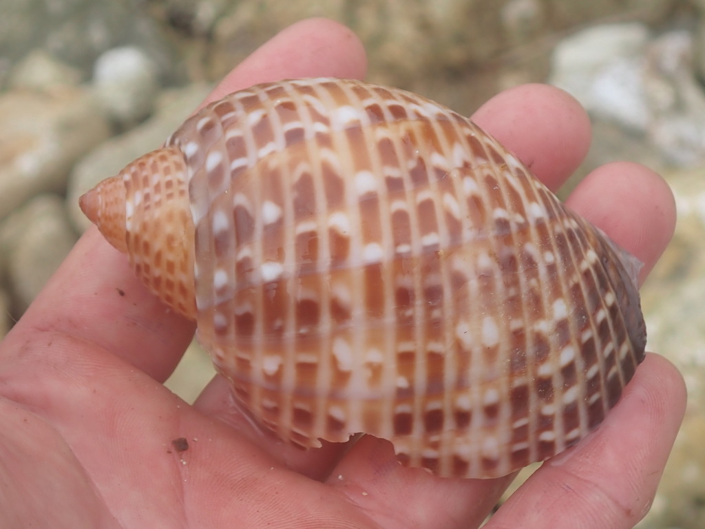 Partridge Tun Snail from Atupa Tapere, Avarua District, Cook Islands on ...