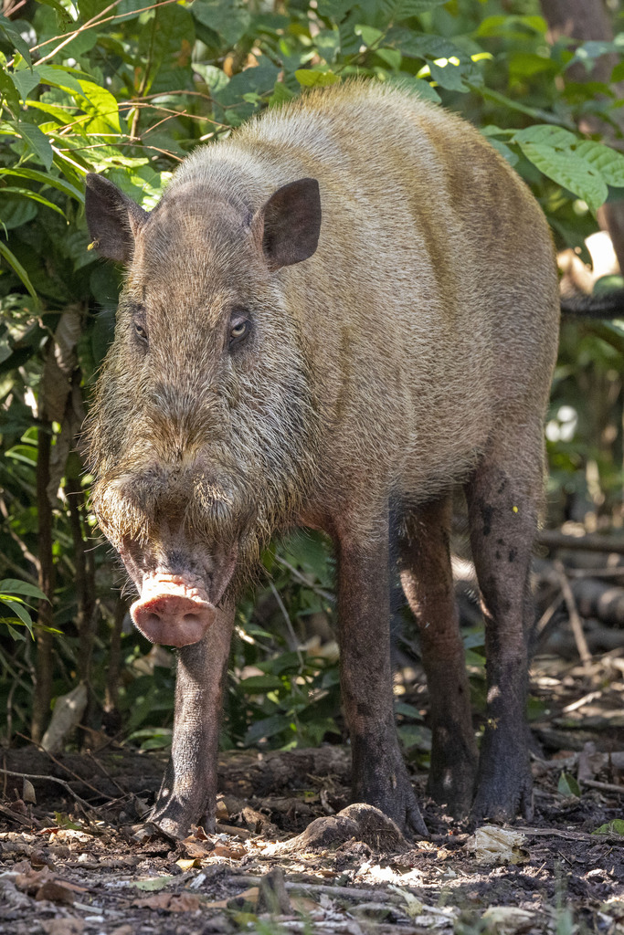 Western Bearded Pig (Sus barbatus) - Know Your Mammals