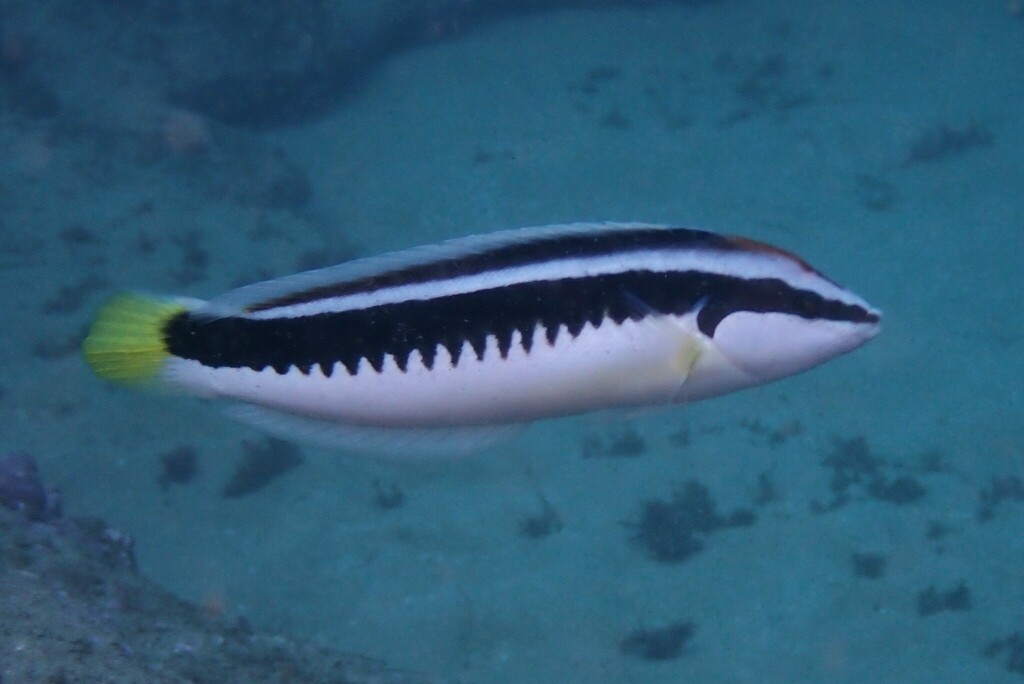 Comb Wrasse from Cronulla NSW 2230, Australia on August 13, 2022 at 12: ...